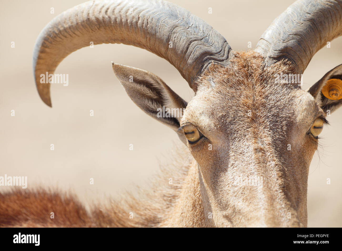 Barbary ram hi-res stock photography and images - Alamy
