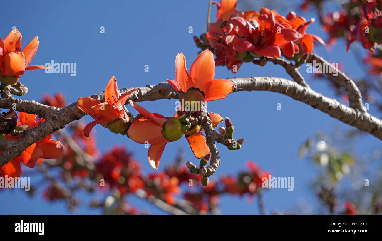 Flowering Kapok tree and the Birds that feed with it, mostly Rainbow ...