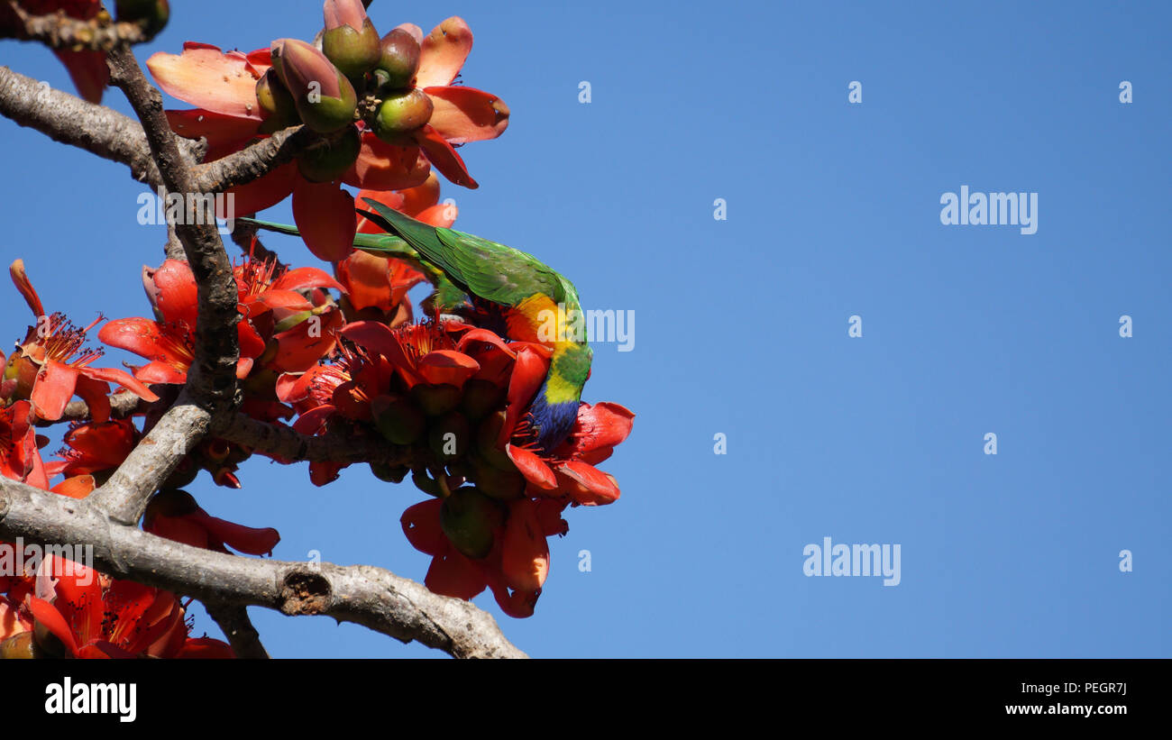 Flowering Kapok tree and the Birds that feed with it, mostly Rainbow ...