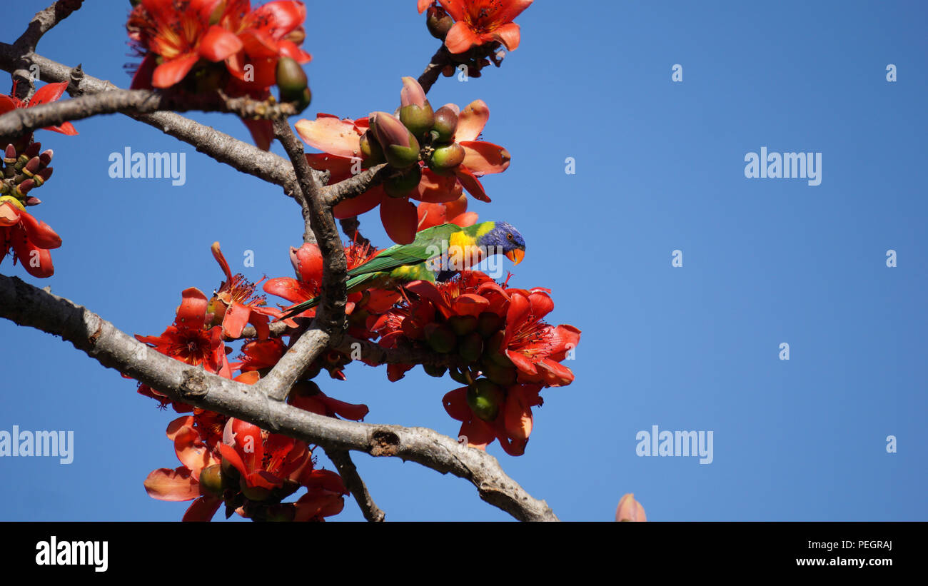 Flowering Kapok tree and the Birds that feed with it, mostly Rainbow ...
