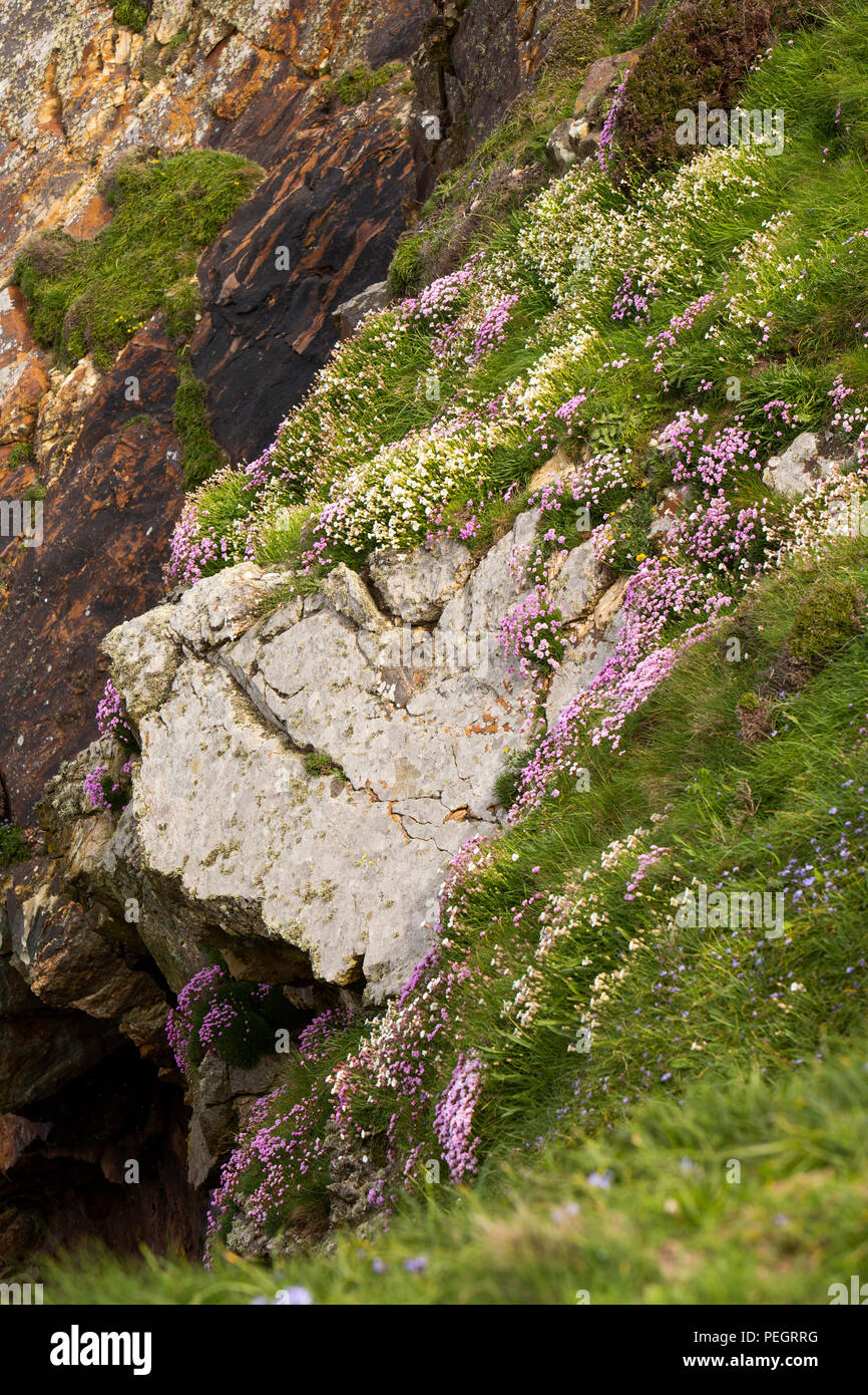 UK, Wales, Anglesey, South Stack, wild flowers on cliff at RSPB Ellin’s ...