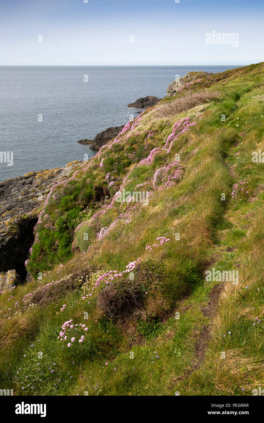 Wild flowers growing on cliff hi-res stock photography and images - Alamy
