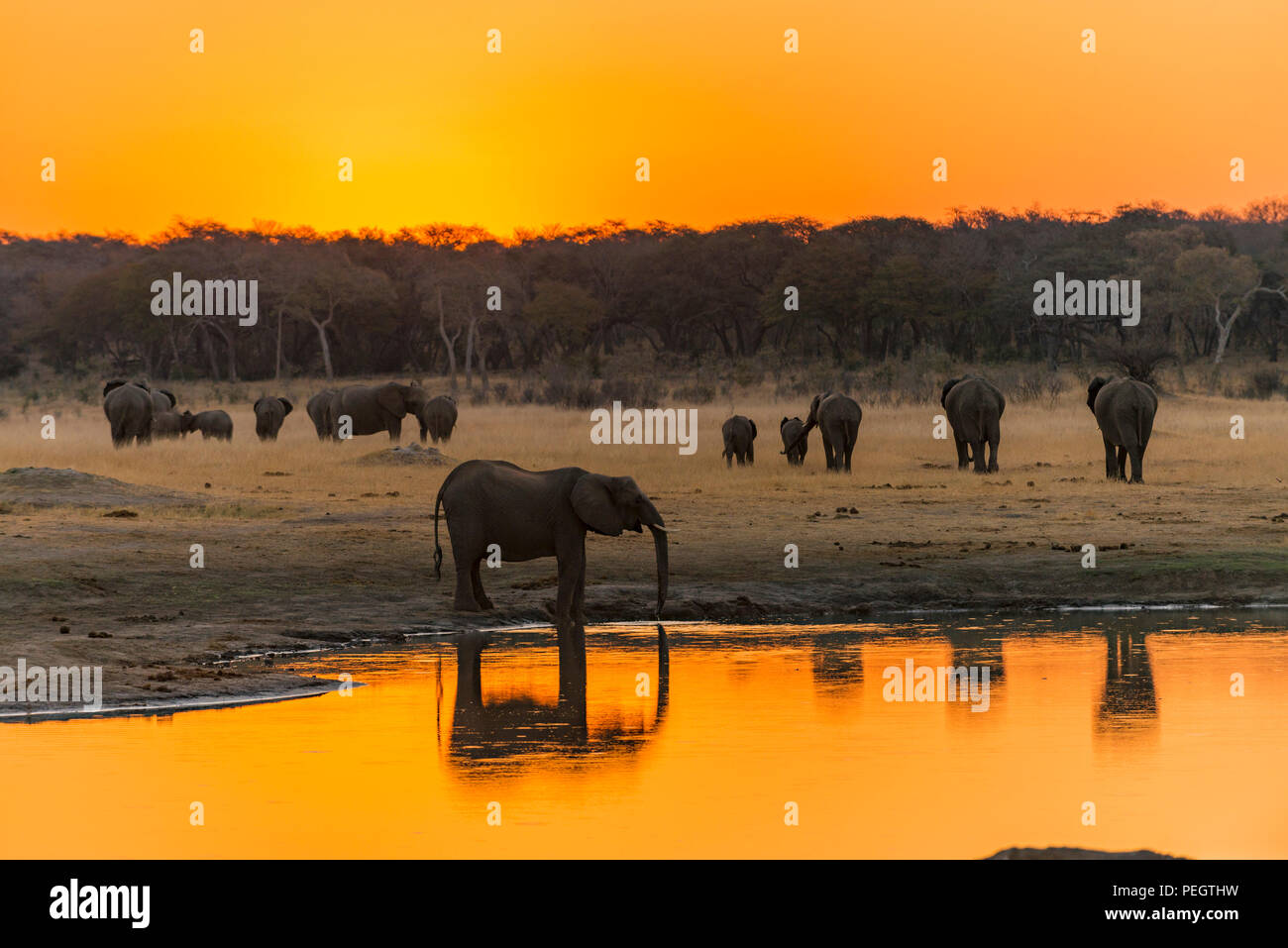 An elephant drinks at a waterhole in front of the glow of a setting sun ...
