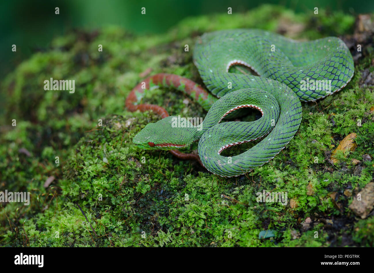 Popeia popeiorum hi-res stock photography and images - Alamy