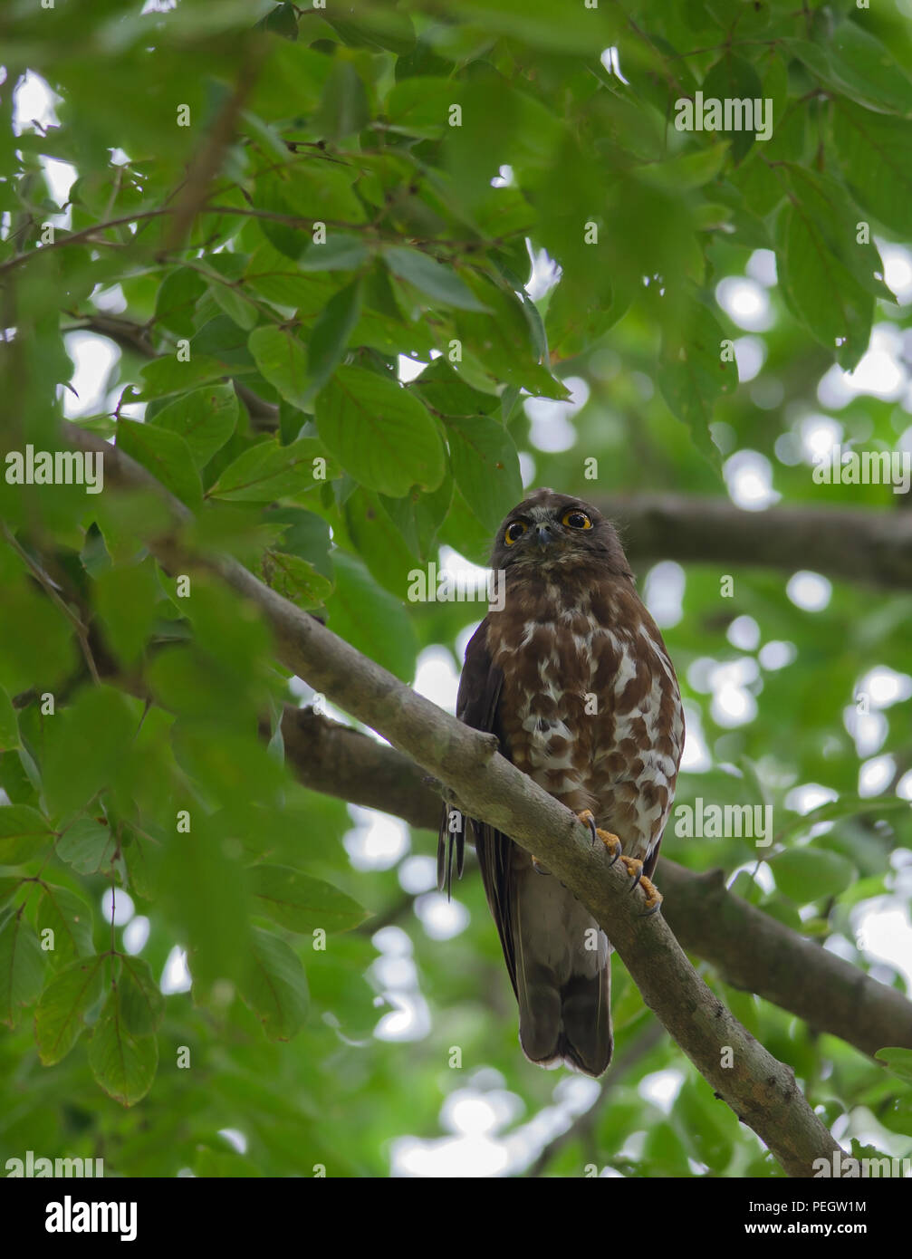 Brown Hawk Owl perch on the tree in nature (Ninox scutulata Stock Photo ...