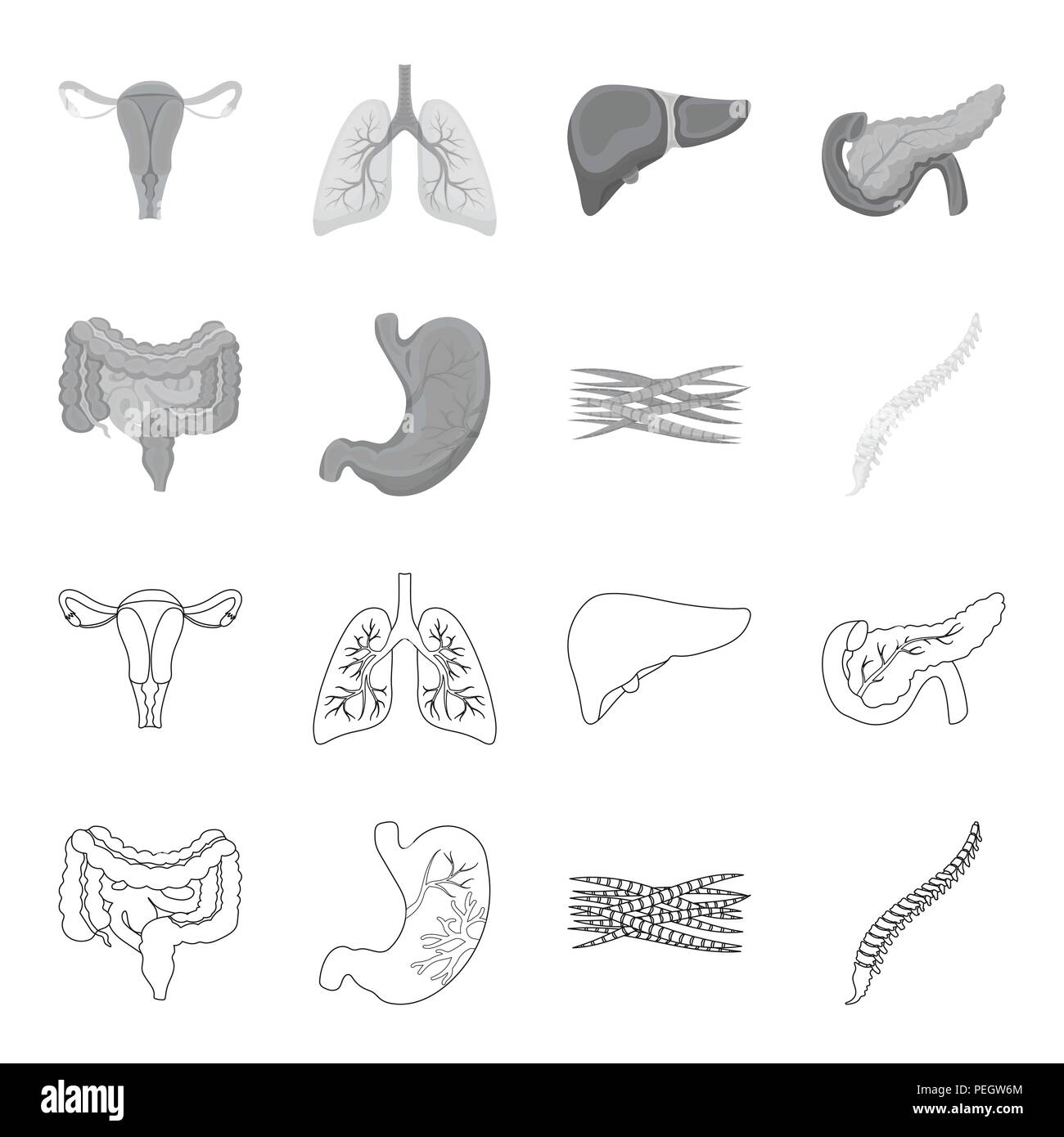 Intestines, stomach, muscles, spine. Organs set collection icons in ...