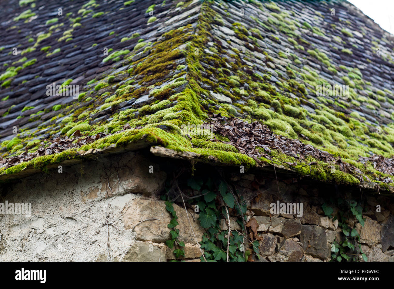 Old roof with ivy and moss hi-res stock photography and images - Alamy