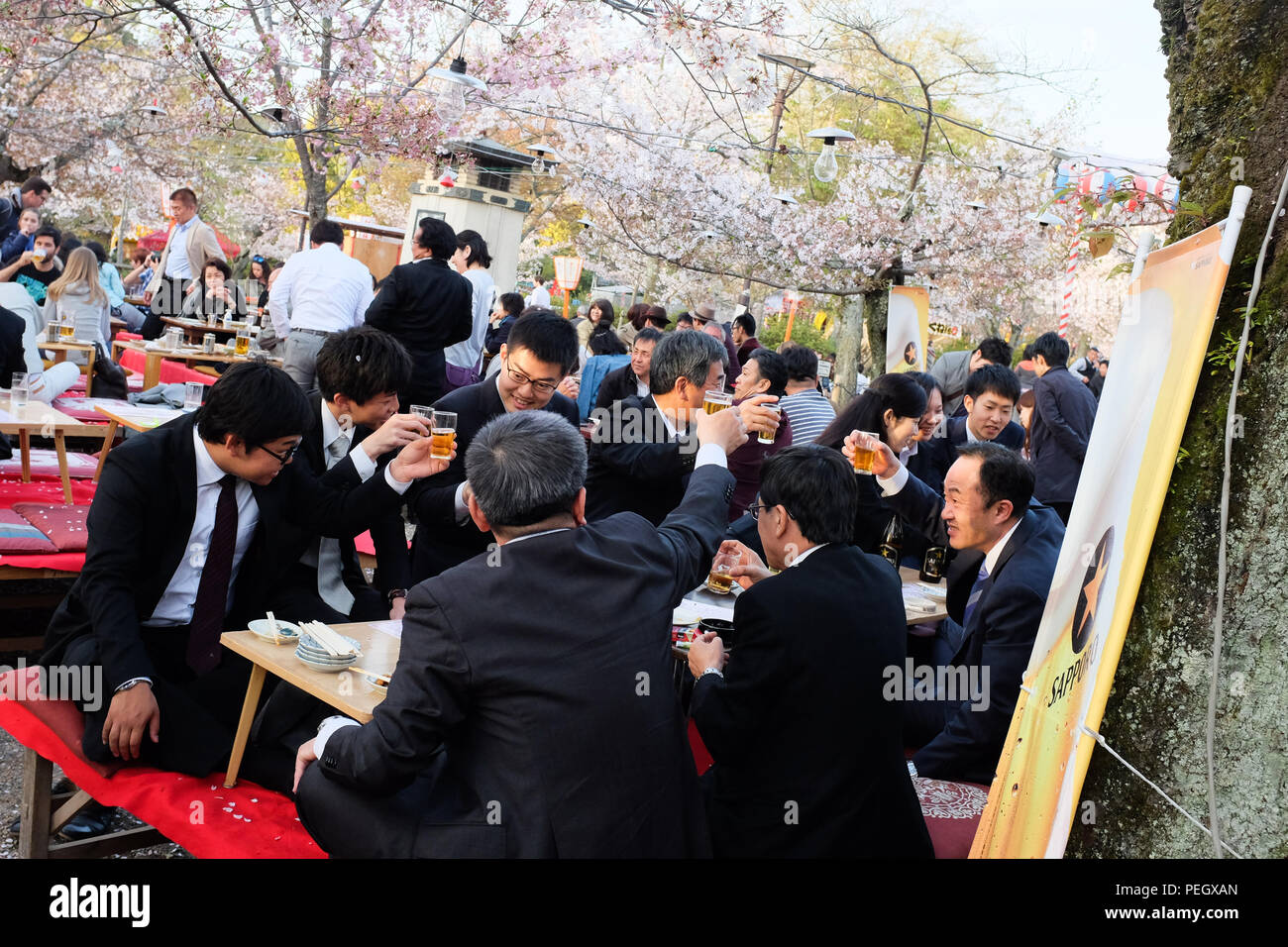 Japanese workers enjoying a "hanami" cherry-blossom party in Kyoto ...