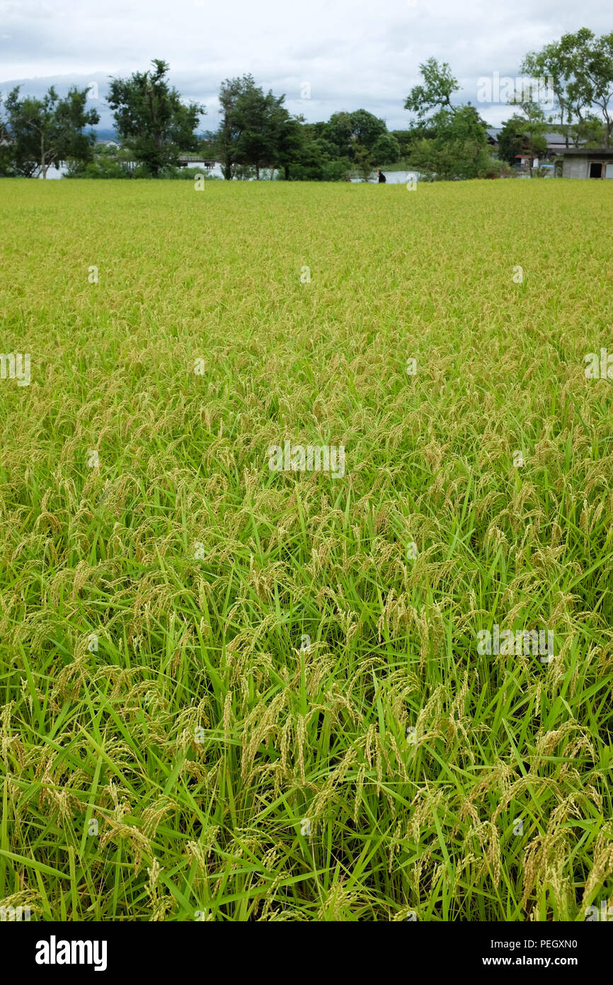 Shiga rice field hi-res stock photography and images - Alamy