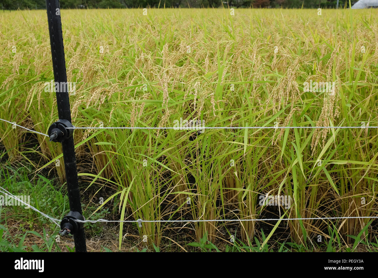 An electric fence protecting a rice field in the prefecture of Shiga ...