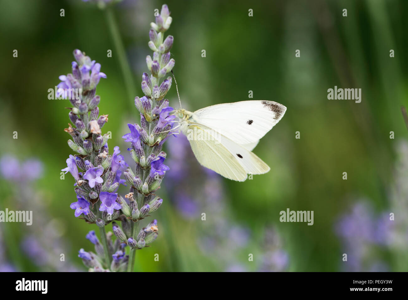 Common white butterfly hi-res stock photography and images - Alamy