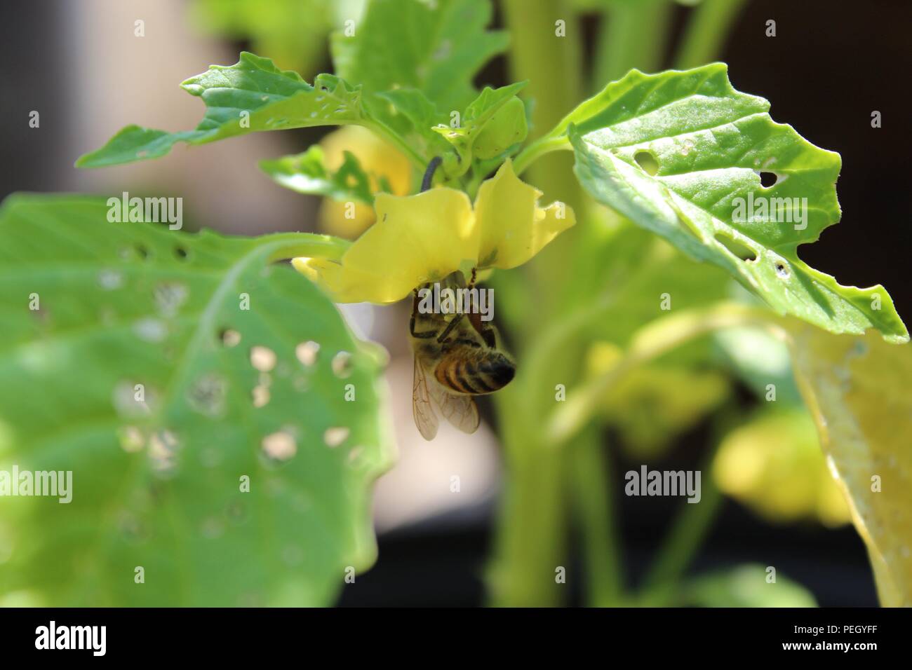 Lots of lovely things I see such as Plants, Insects, Water, Nature ...