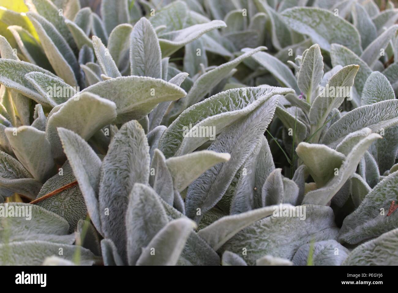 Softplants hi-res stock photography and images - Alamy