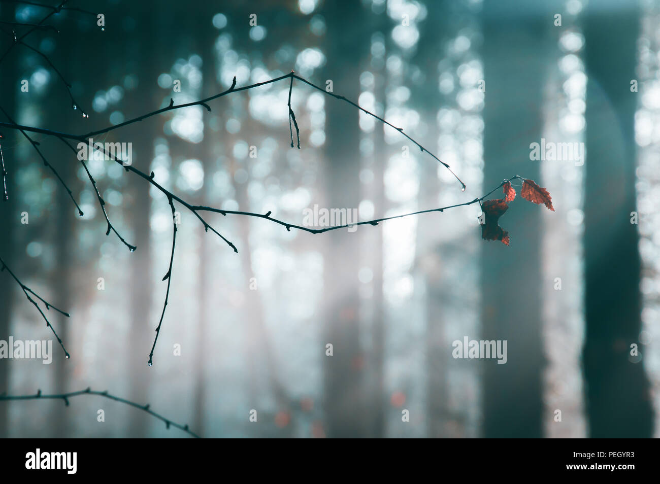 End of twig hi-res stock photography and images - Alamy