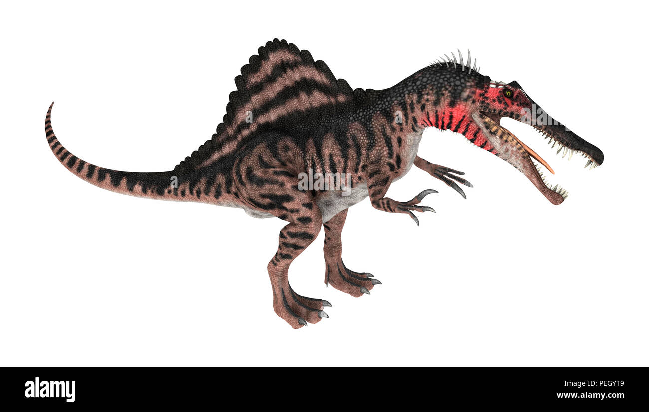 3D rendering of a dinosaur Spinosaurus isolated on white background ...