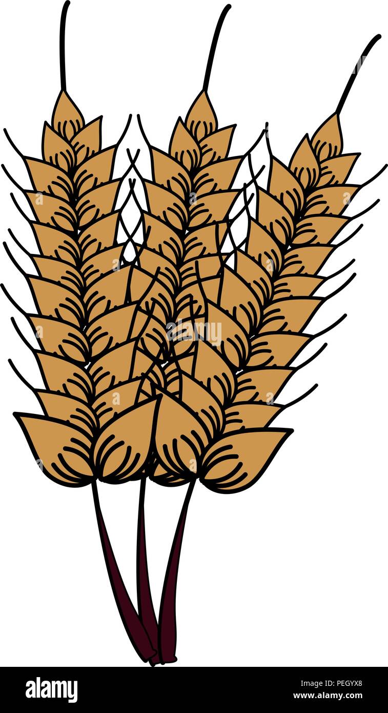 Wheat food natural Stock Vector Image & Art - Alamy