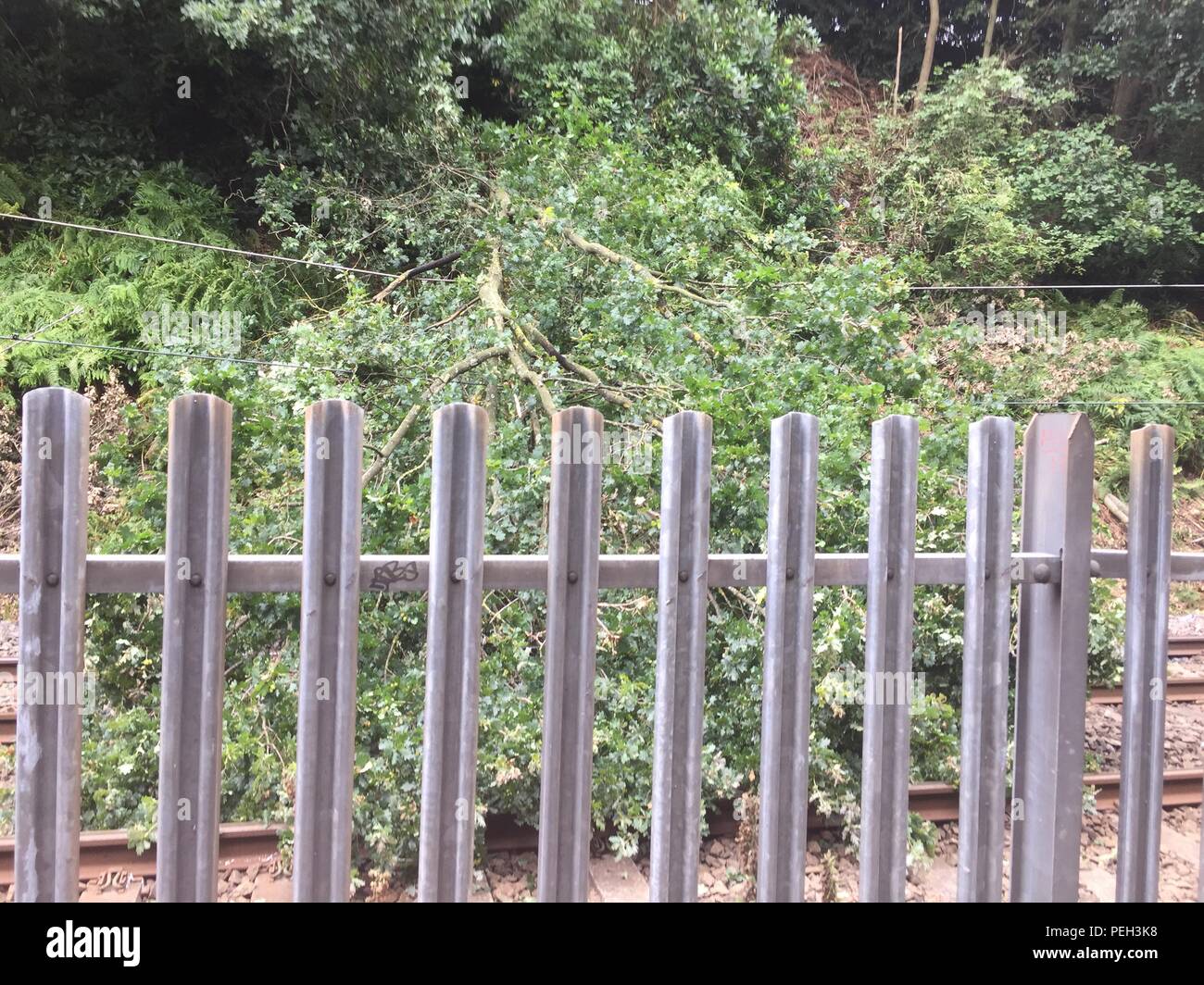 Birmingham, UK. 14th August, 2018. A tree fell onto the railway line in ...