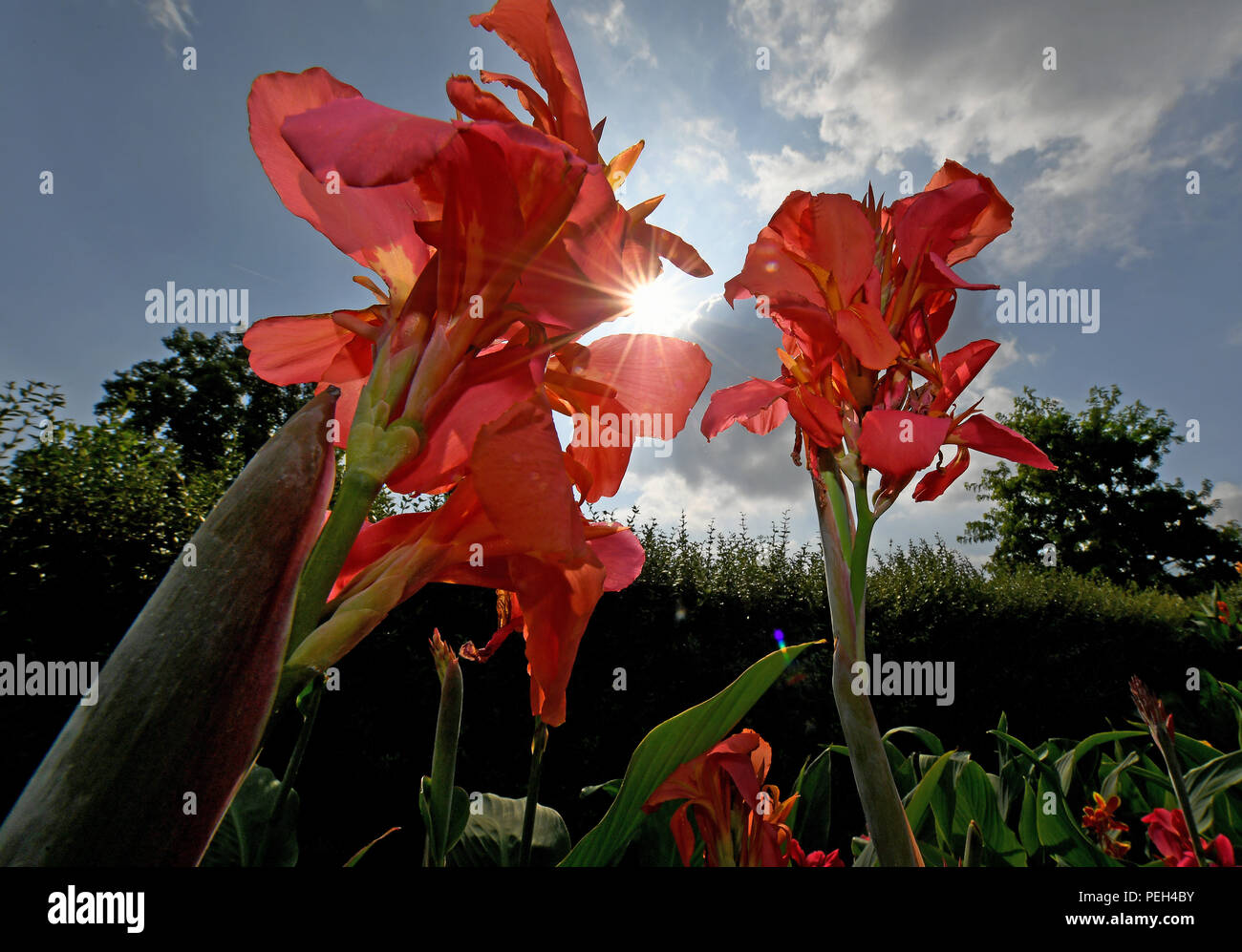 Indian flower cane canna indica hi-res stock photography and images - Alamy