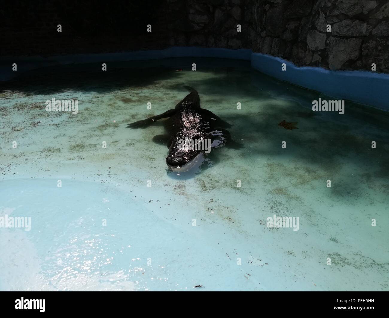 Worlds oldest alligator hi-res stock photography and images - Alamy