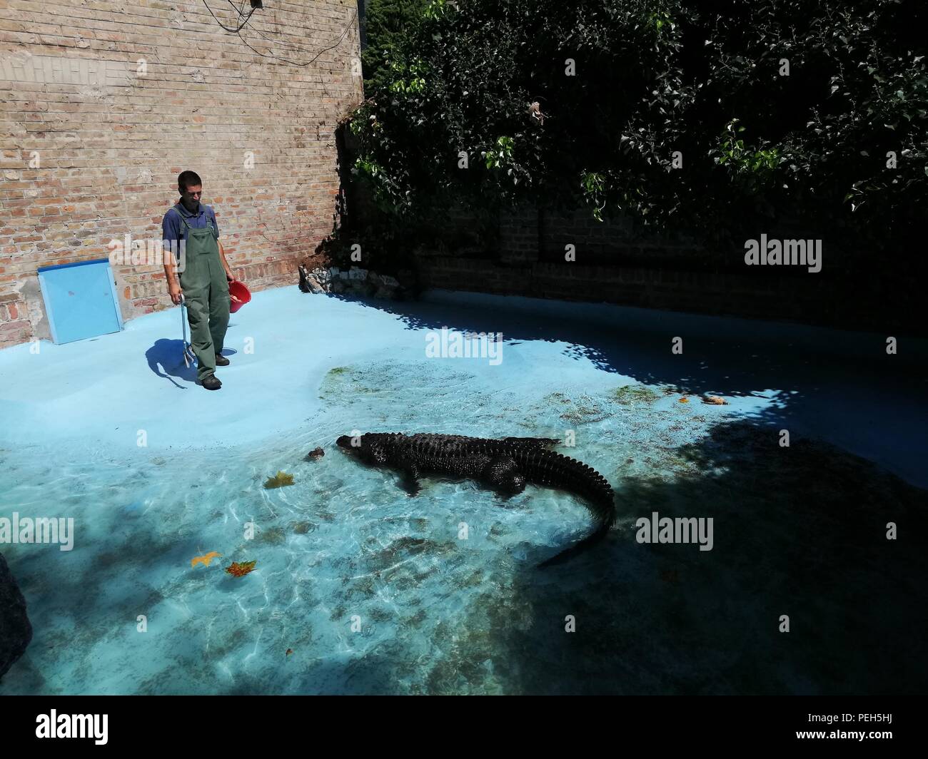 Muja alligator belgrade zoo hi-res stock photography and images - Alamy