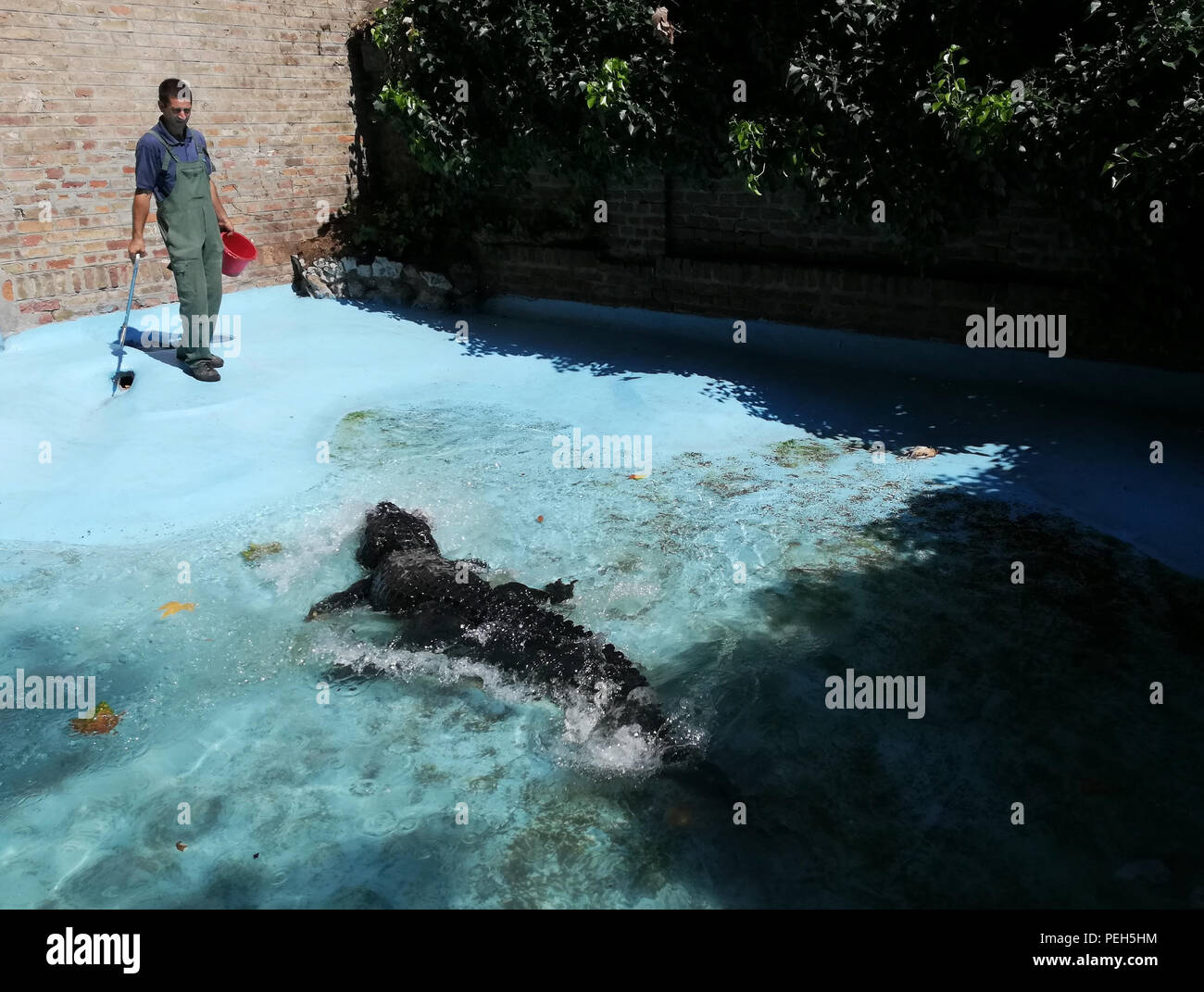 Worlds oldest alligator hi-res stock photography and images - Alamy
