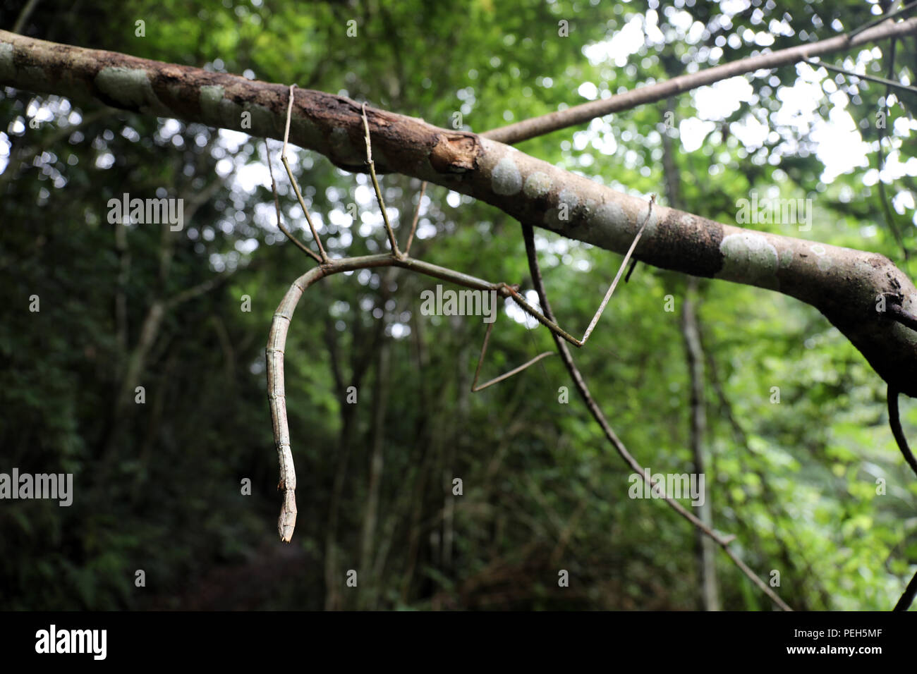 Chengdu. 15th Aug, 2018. A wild stick insect is seen in Dayaoshan state ...