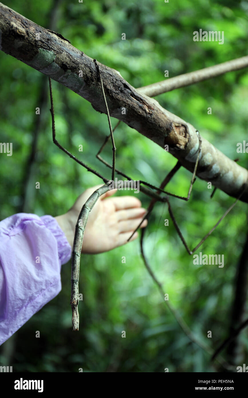 Stick insects hi-res stock photography and images - Alamy