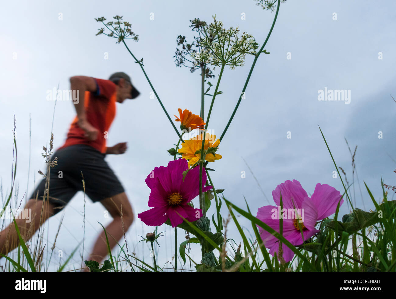 Jogger running past wildflowers planted on roadside verge, UK Stock ...