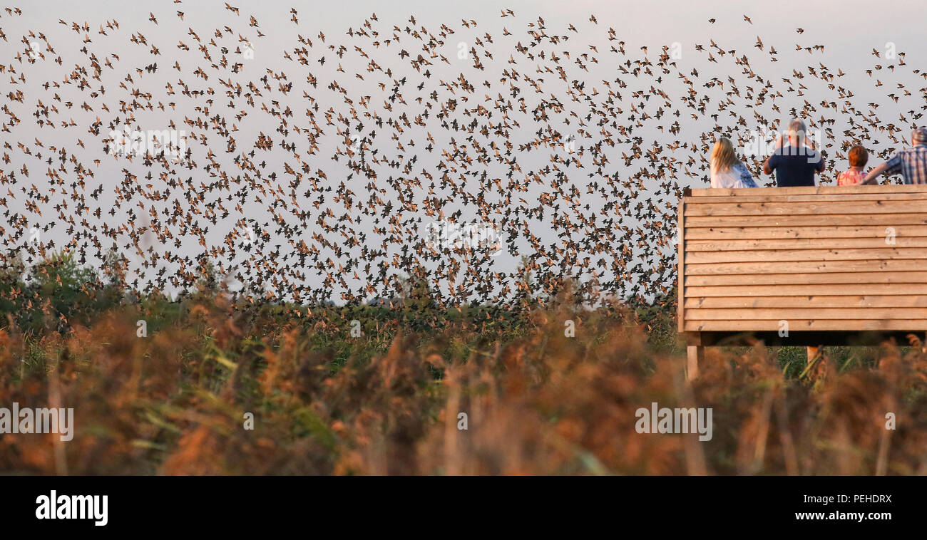 Bad Buchau, Germany. 15th Aug, 2018. People stand on a viewing platform ...