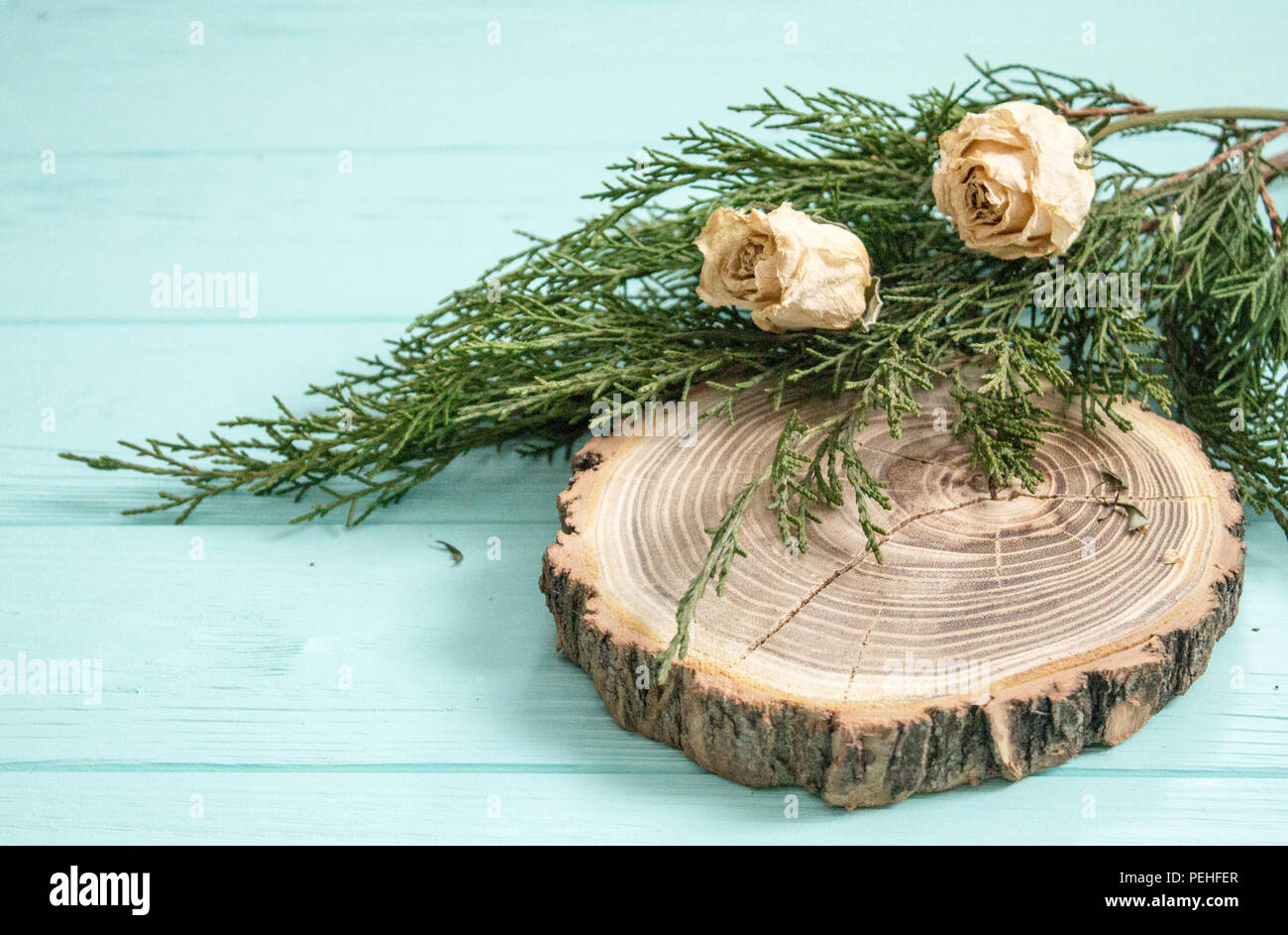 Rose plant cross section hi-res stock photography and images - Alamy