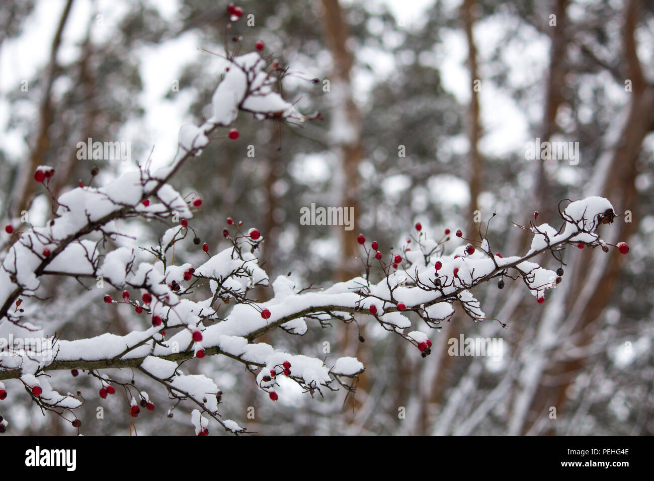 Thorn rose snow winter hi-res stock photography and images - Alamy