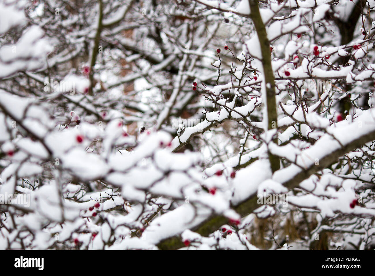 A branch of wild rose in the snow. Winter beautiful nature Stock Photo ...