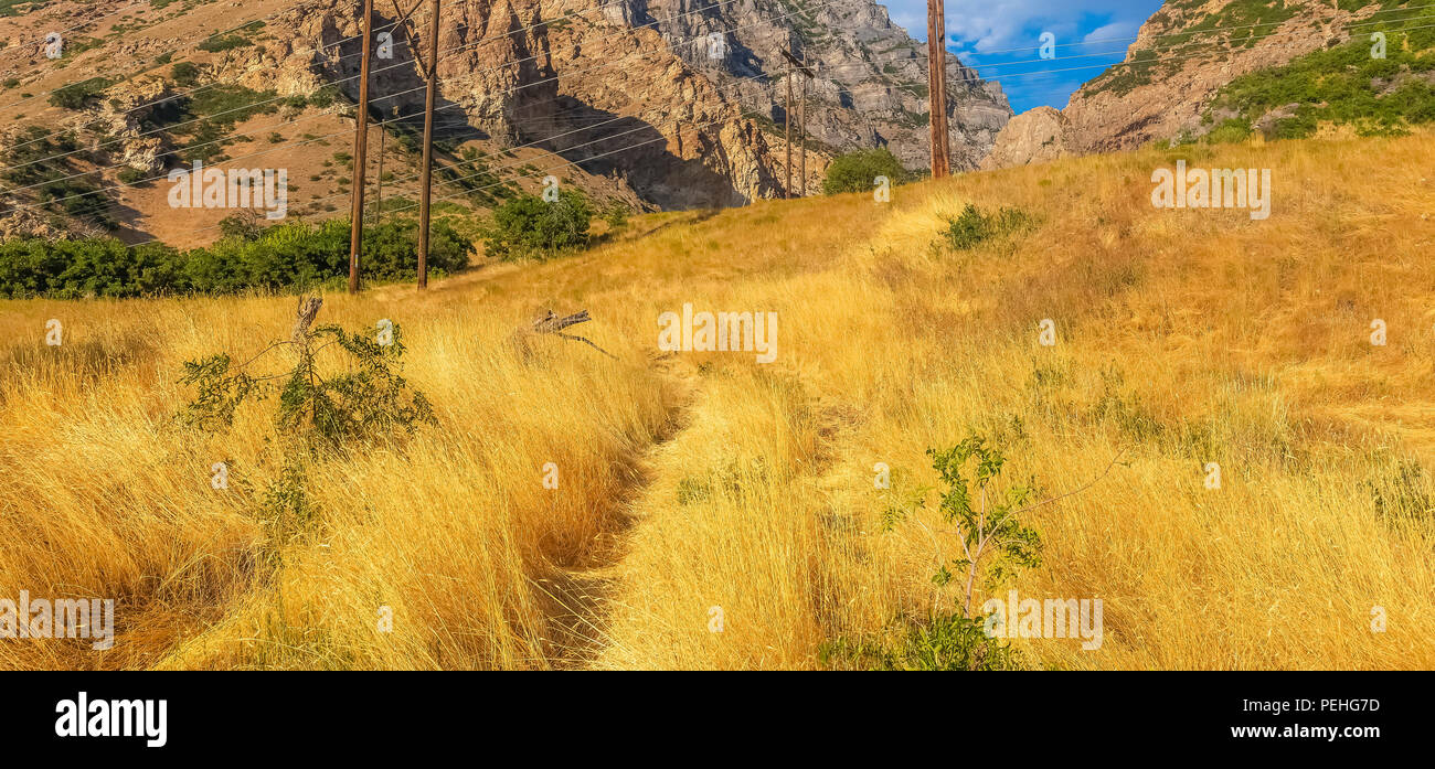 Yellow grass growing in Provo Canyon pano Stock Photo - Alamy