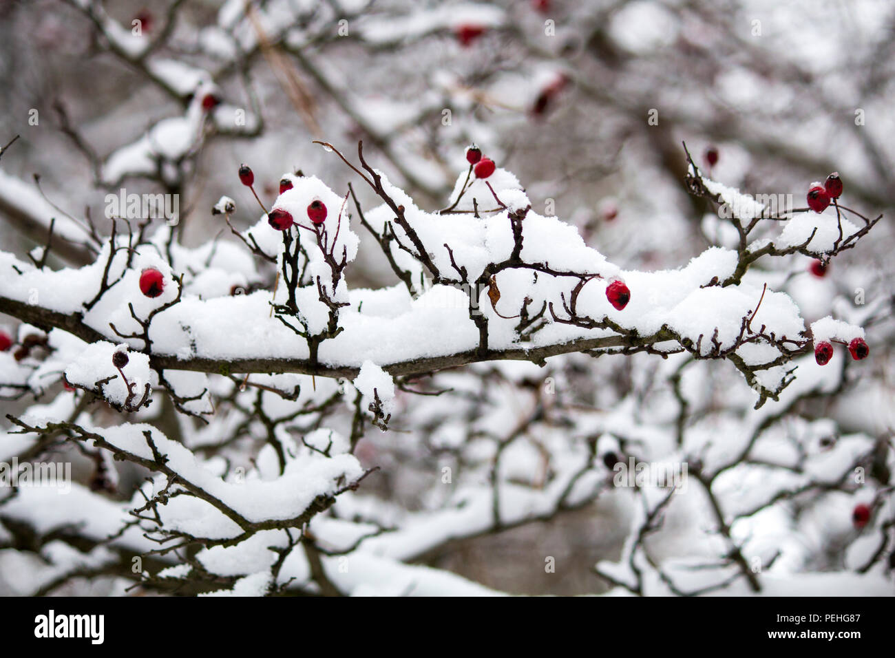 A branch of wild rose in the snow. Winter beautiful nature Stock Photo ...