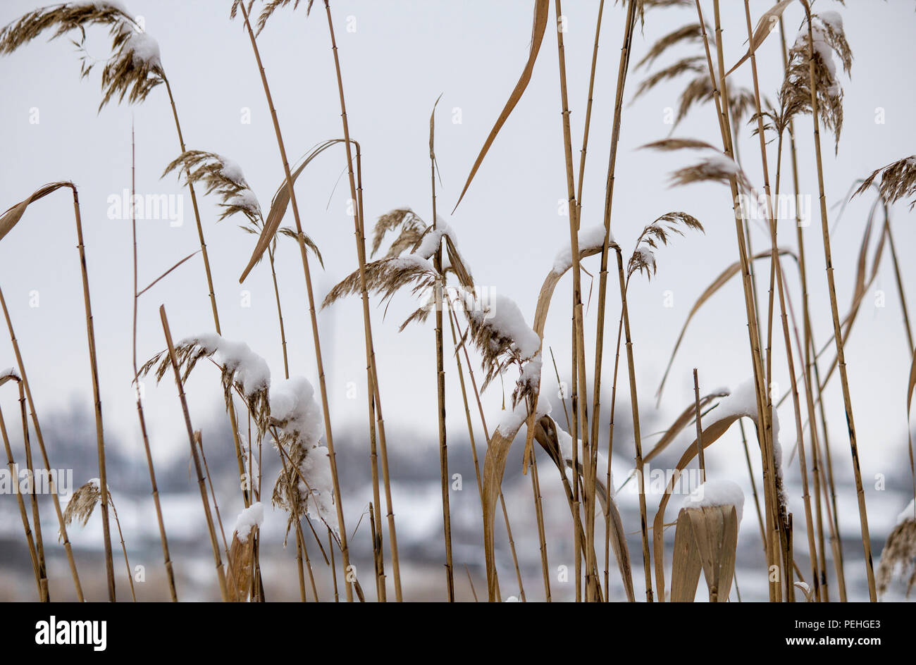Reed in snow, snow on a reed Stock Photo - Alamy