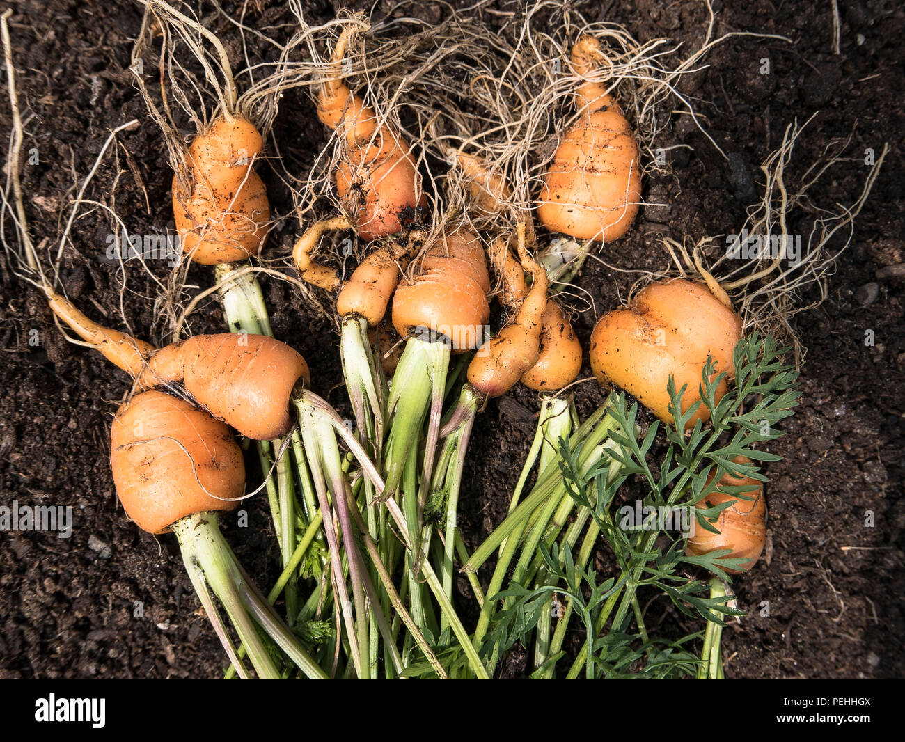 Freshly pulled Carrot Paris Market vegetables in an English planter in ...