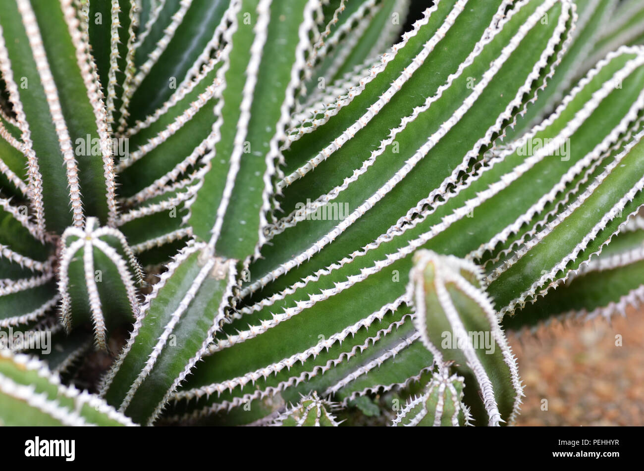 Cactus planted in a botanical garden, Singapore Stock Photo - Alamy