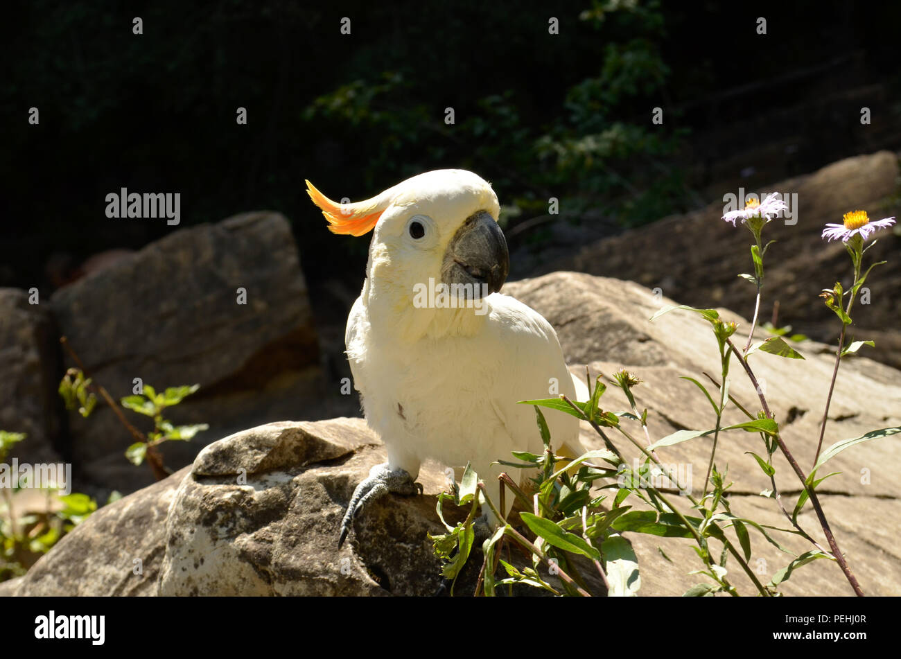 Rock parrot hi-res stock photography and images - Alamy
