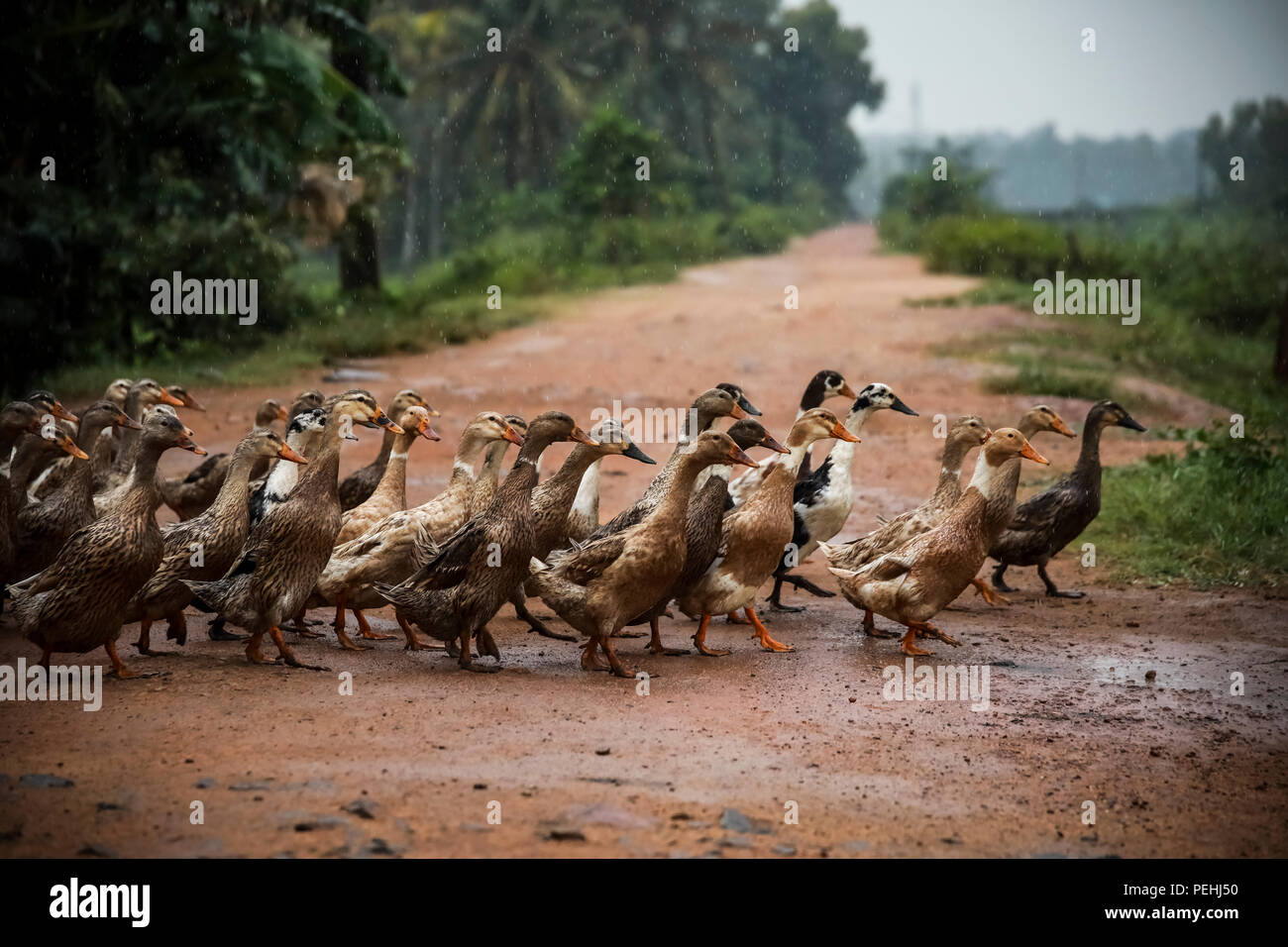 Ducks crossing the road while raining Stock Photo - Alamy