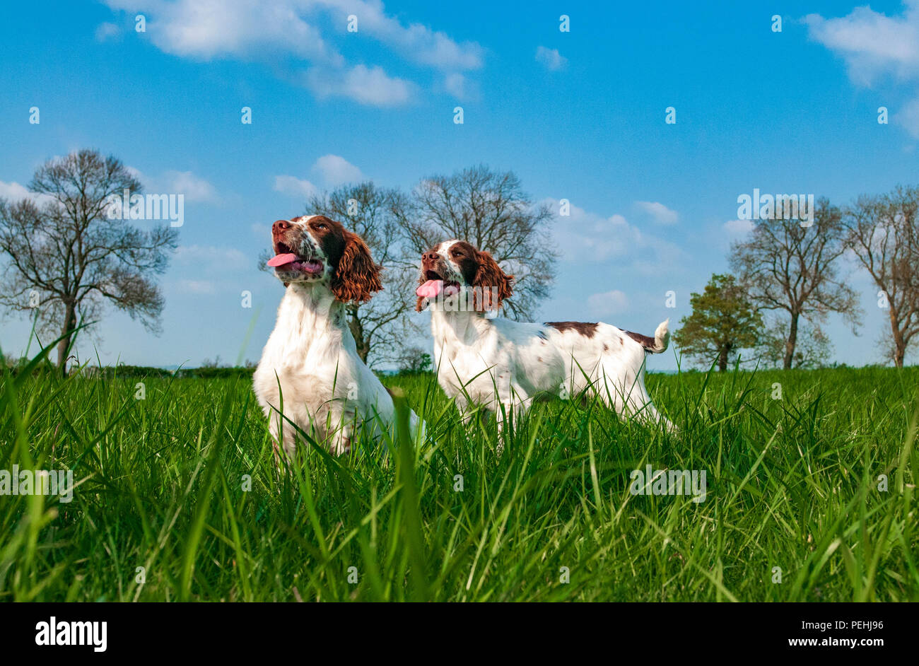 Liver white springer spaniel puppies hi-res stock photography and ...