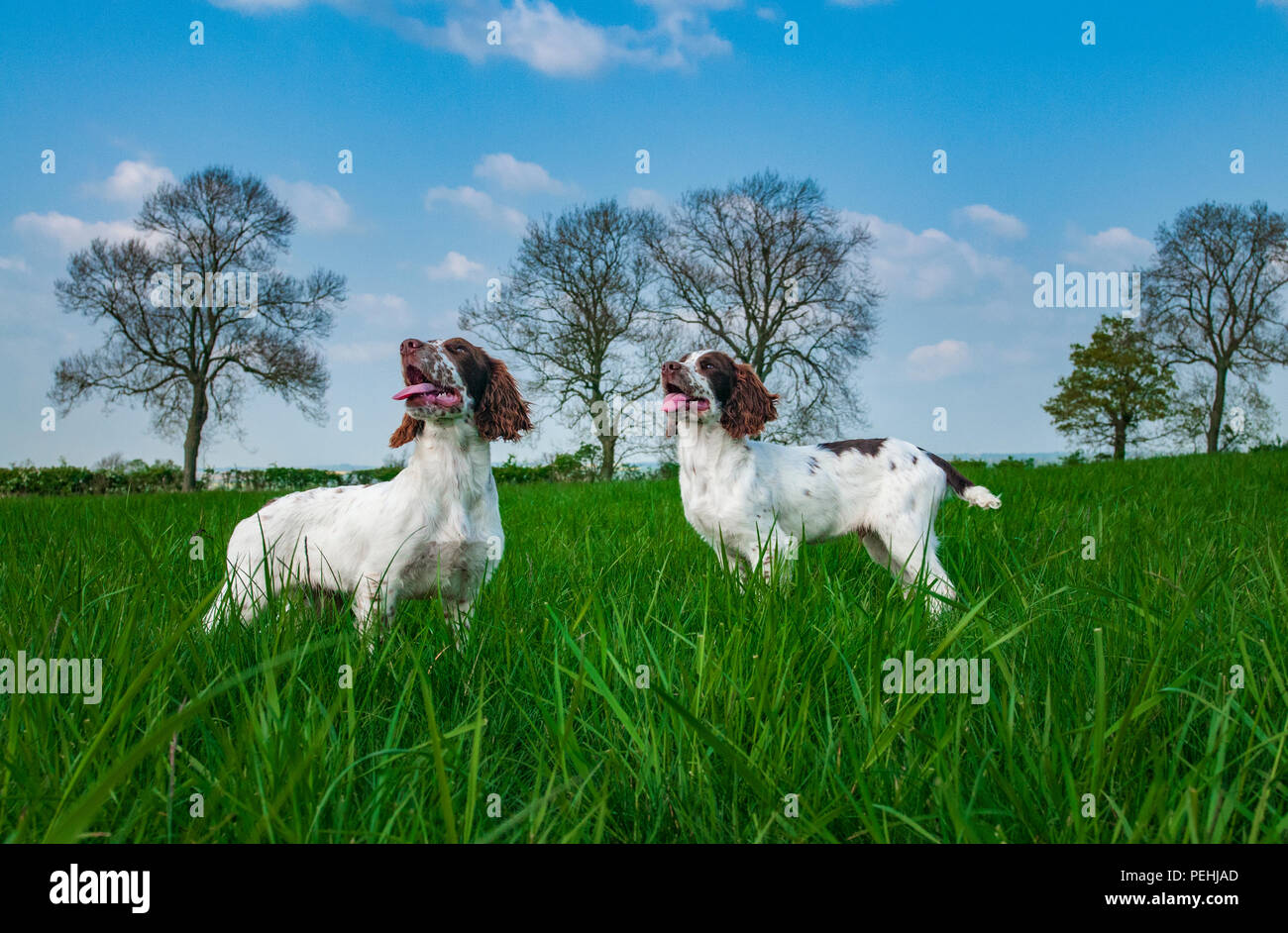 Liver white springer spaniel puppies hi-res stock photography and ...