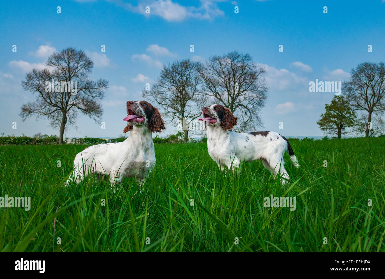 Liver white springer spaniel puppies hi-res stock photography and ...