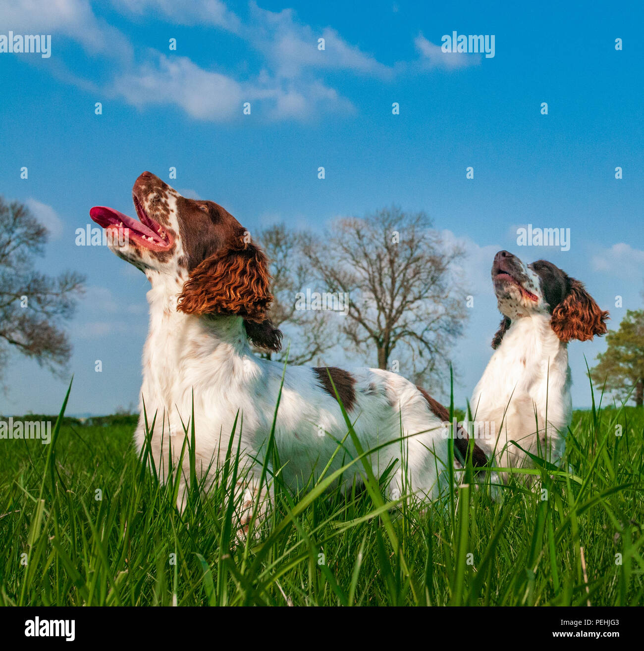 Liver white springer spaniel puppies hi-res stock photography and ...