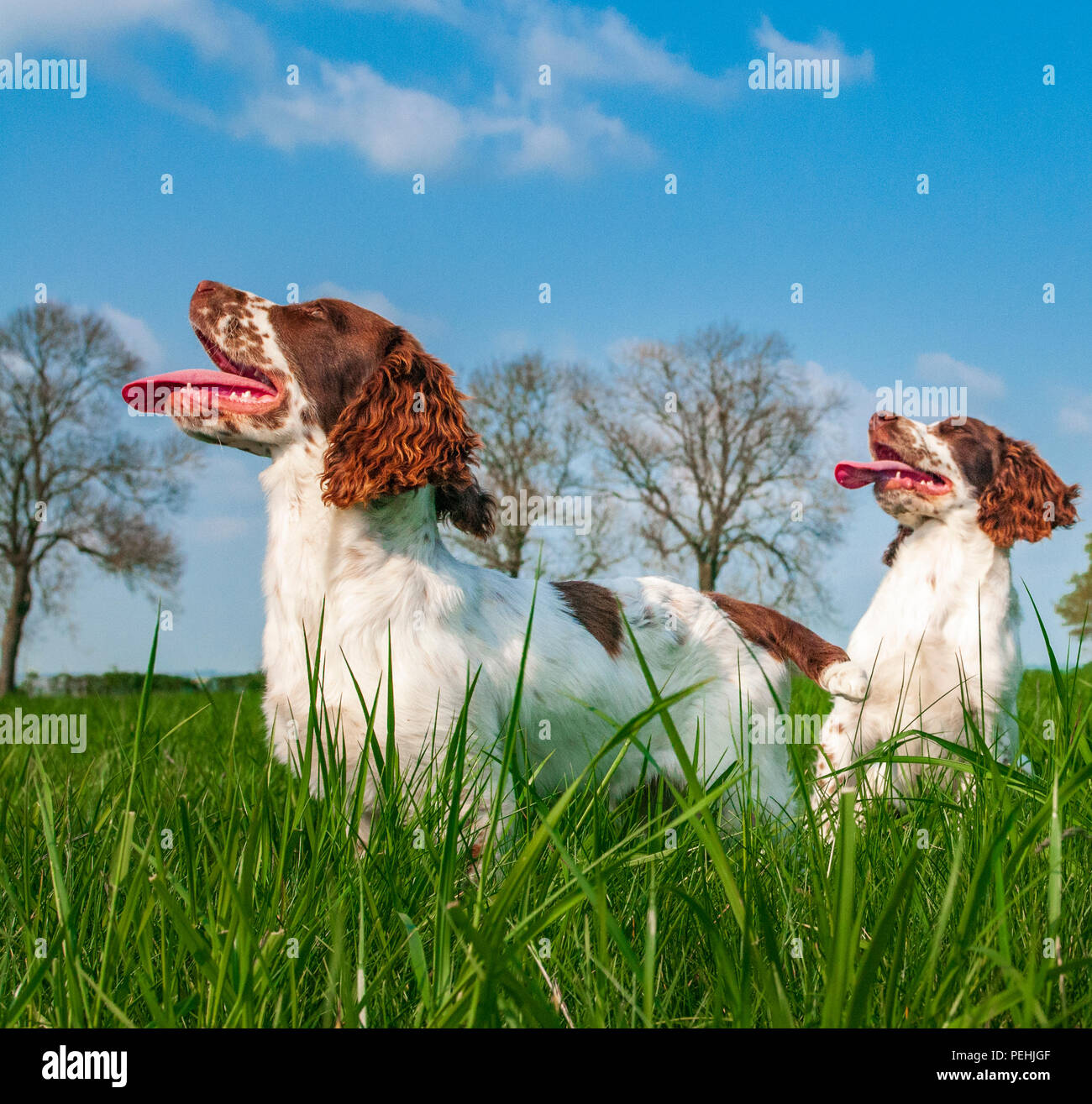 Liver white springer spaniel puppies hi-res stock photography and ...