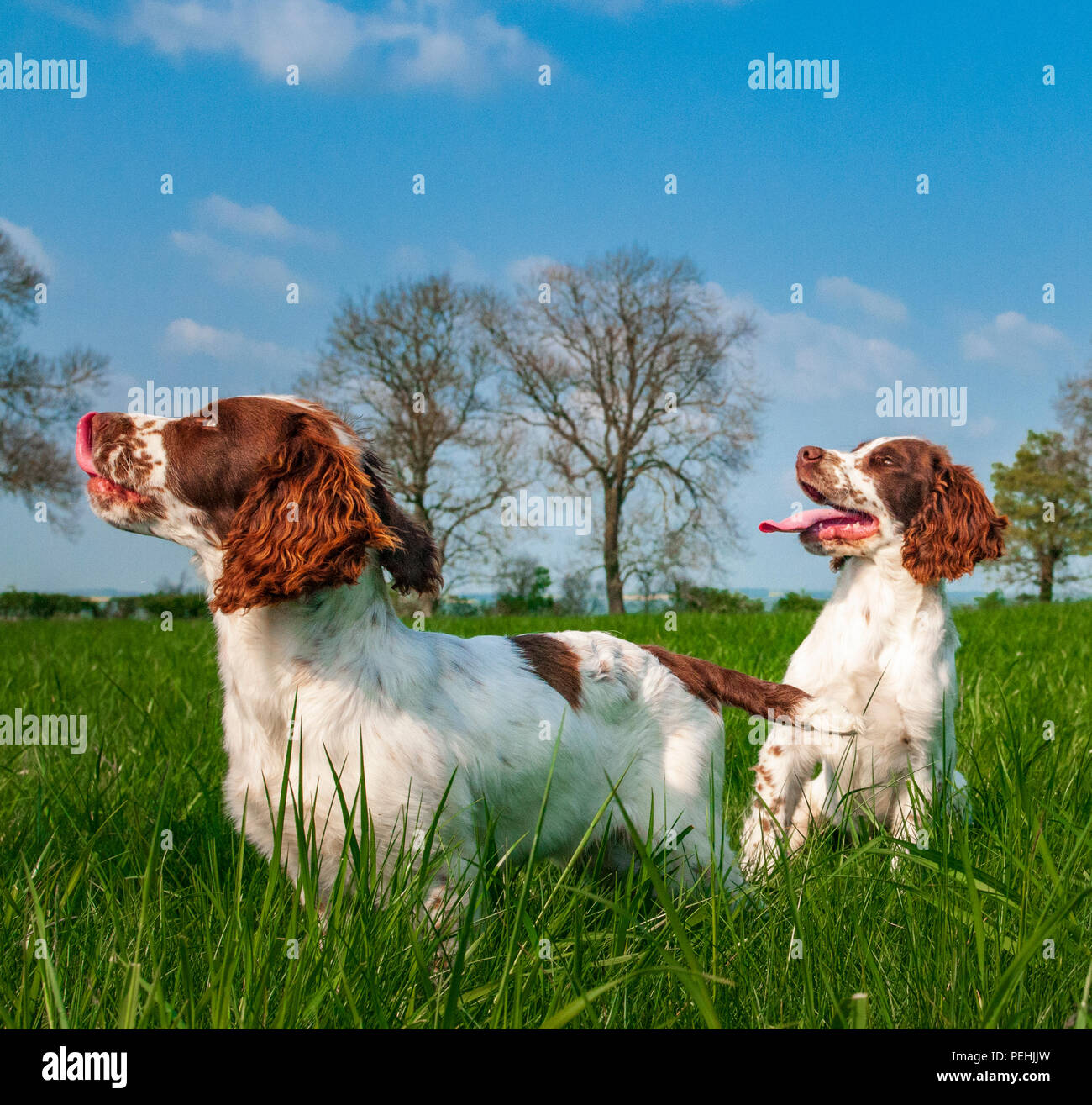 Liver white springer spaniel puppies hi-res stock photography and ...