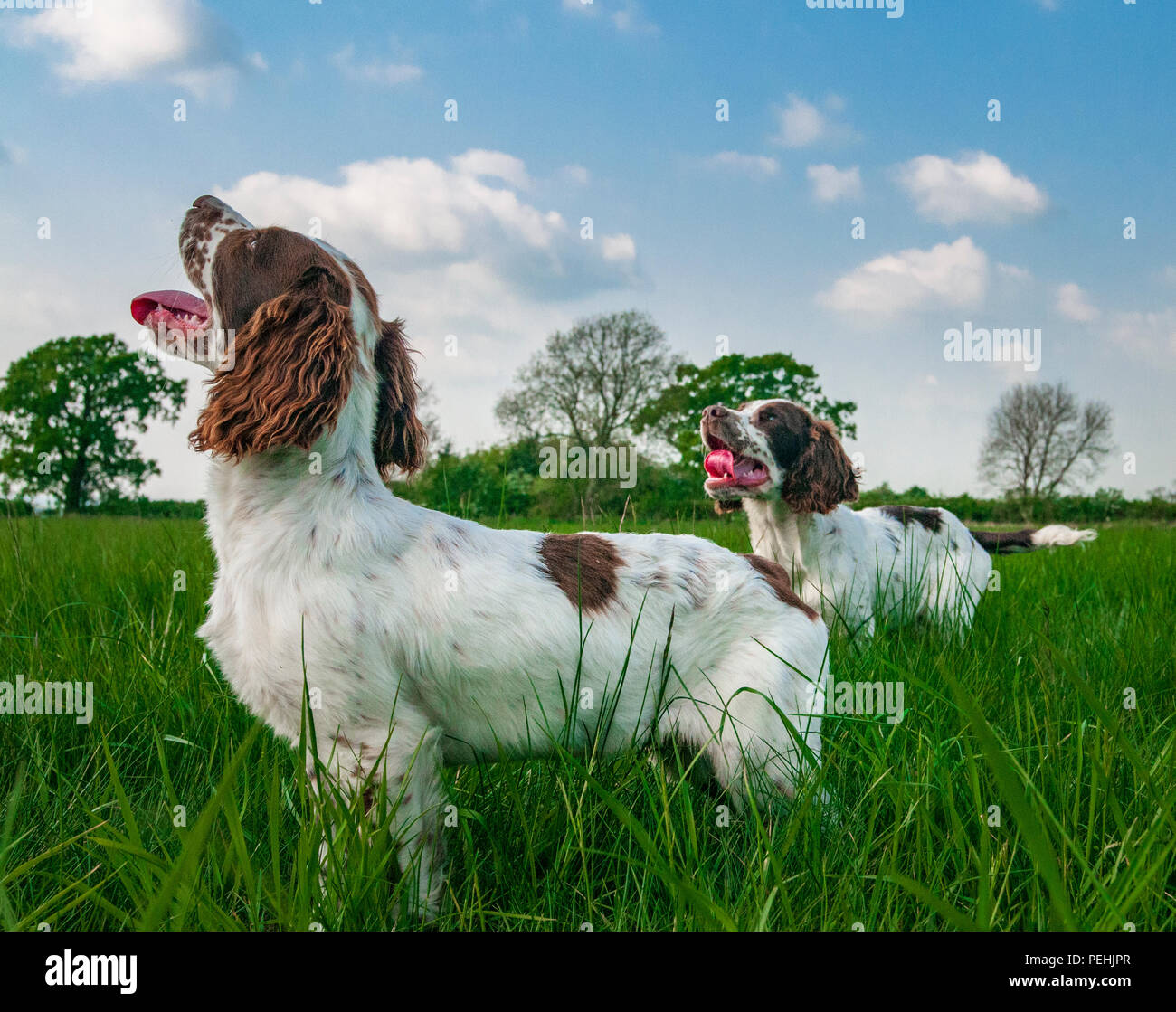 Liver white springer spaniel puppies hi-res stock photography and ...