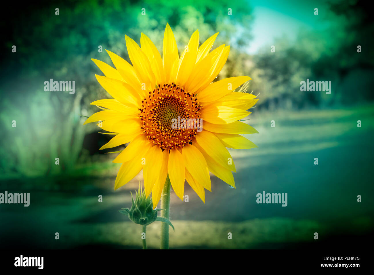 Side view sunflower head hi-res stock photography and images - Alamy