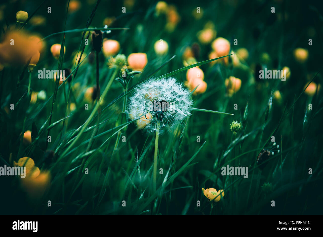 Buttercup seeds hi-res stock photography and images - Alamy