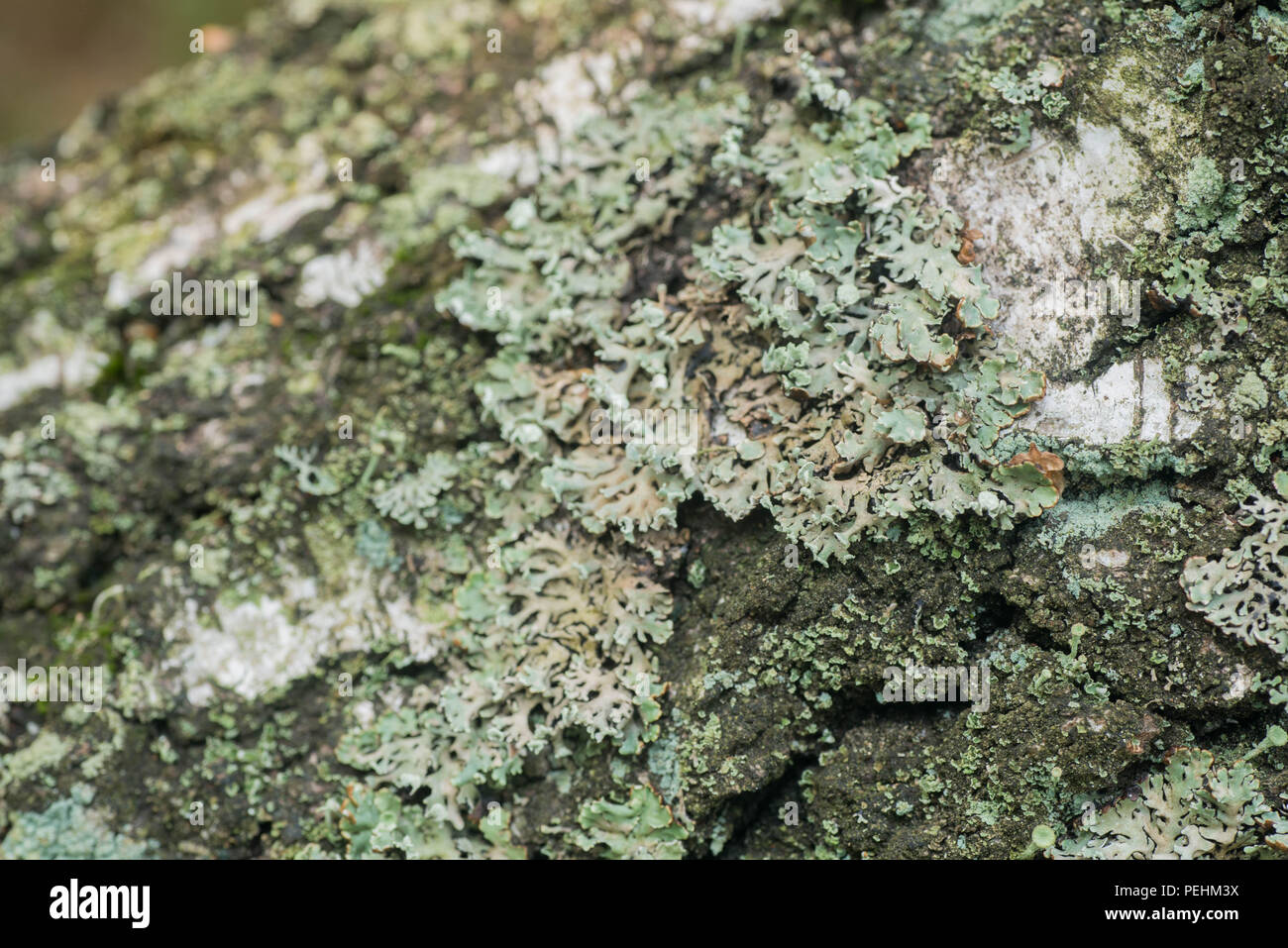 Lichen lichens tree trunk hi-res stock photography and images - Alamy