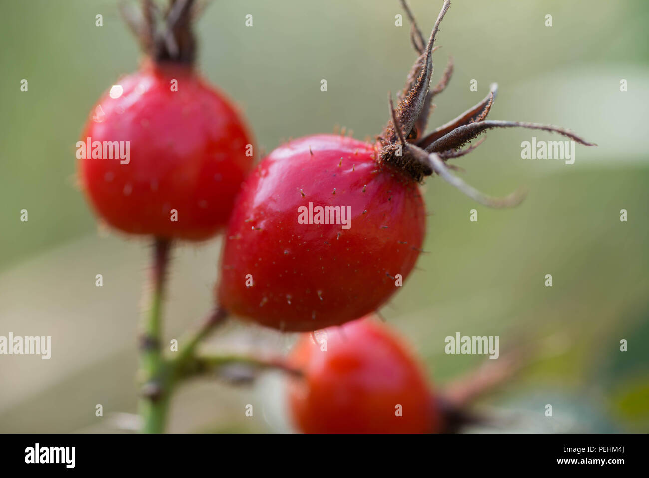 Rose hip berries hi-res stock photography and images - Alamy
